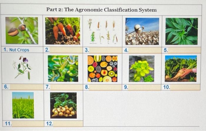 Solved Part 2: Another way to classify plants is for | Chegg.com