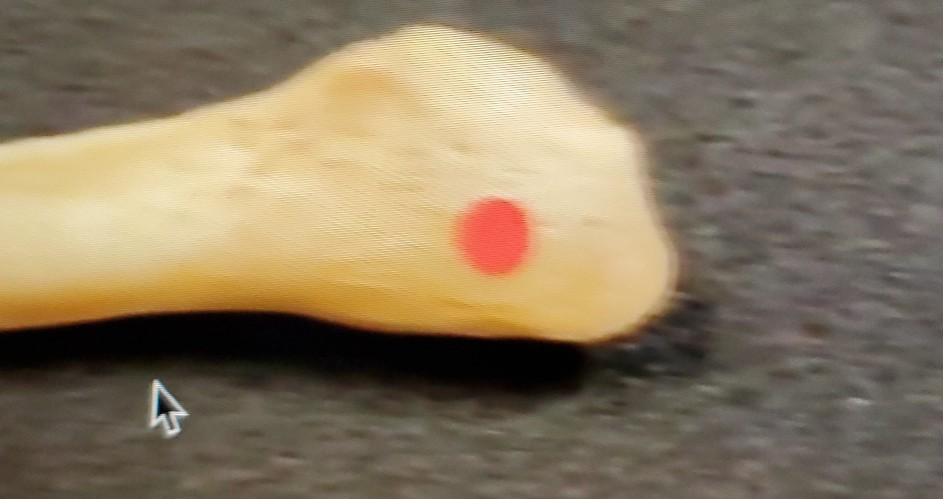 Solved 1. What part of the bone is the red dot? 2. What | Chegg.com