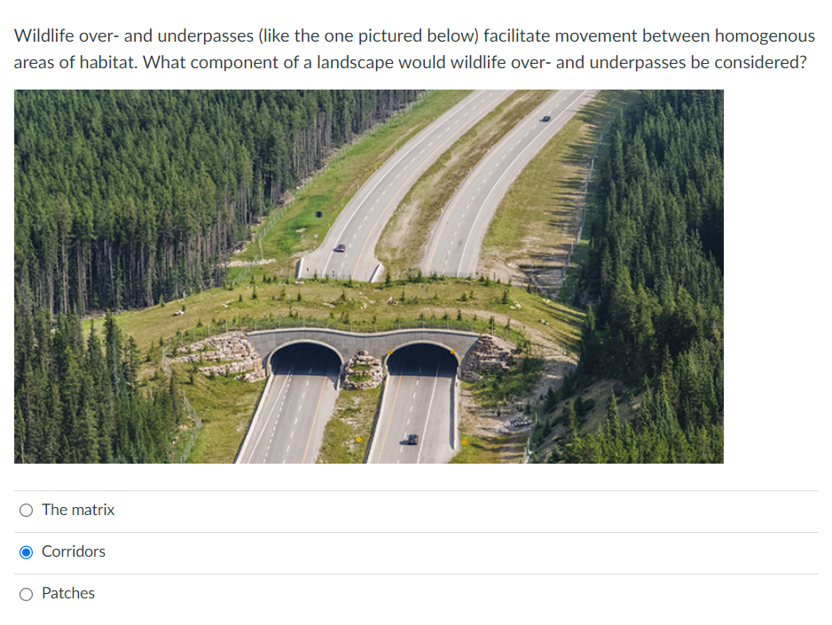 Solved The matrixCorridorsPatches | Chegg.com