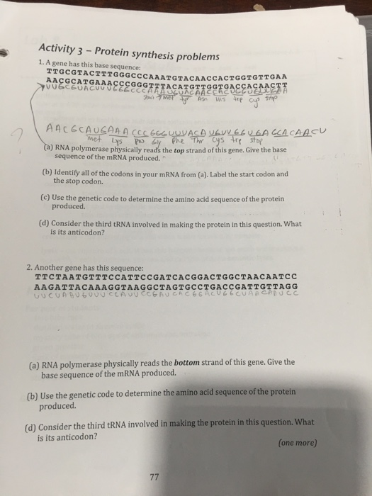 Solved Activity 3 - Protein synthesis problems 1. A gene has | Chegg.com