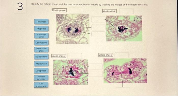 Solved Identify the mitotic ohase and the structures | Chegg.com