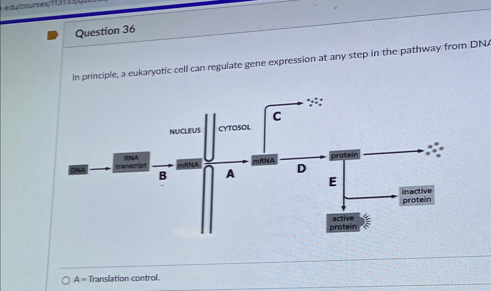 Solved Question 36In principle, a eukaryotic cell can | Chegg.com