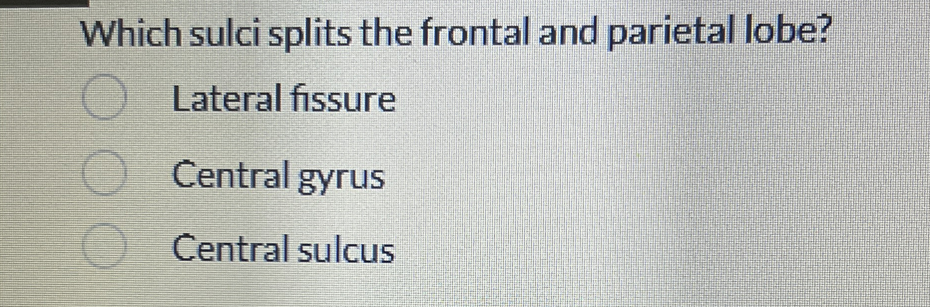 Solved Which sulci splits the frontal and parietal | Chegg.com