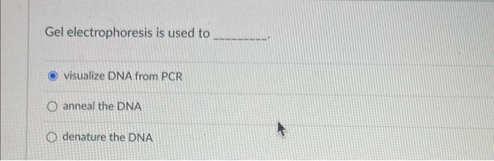 Solved Gel electrophoresis is used to visualize DNA from PCR | Chegg.com