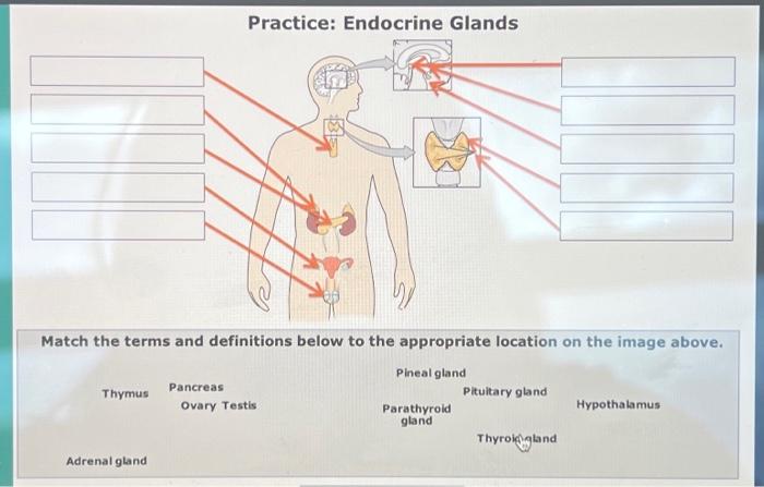 Solved Practice: Endocrine Glands Match the terms and | Chegg.com