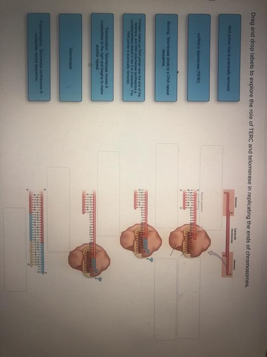 Solved Drag and drop labels to explore the role of TERC and | Chegg.com