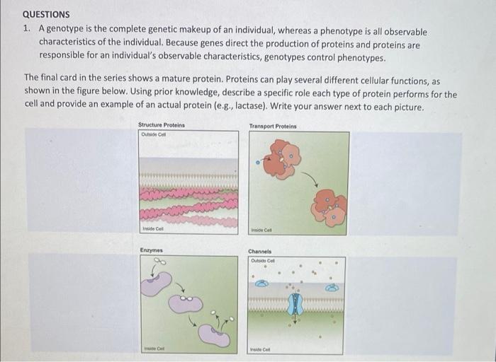 The Genetic Makeup Of An Individual | Saubhaya Makeup