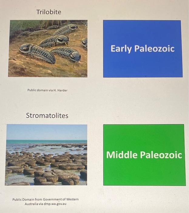 elow are 5 organisms from the Paleozoic era and | Chegg.com