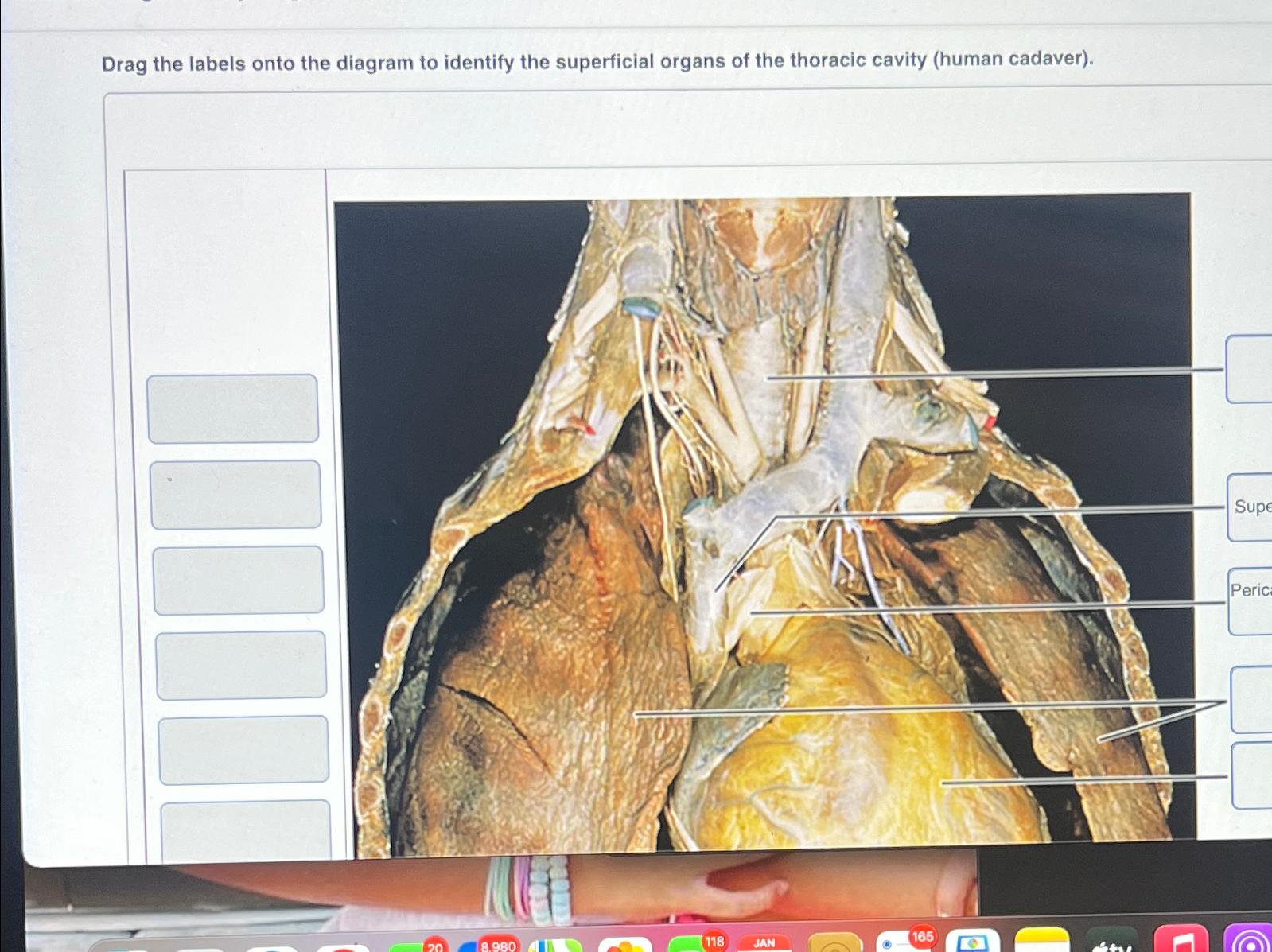 Solved Drag the labels onto the diagram to identify the | Chegg.com