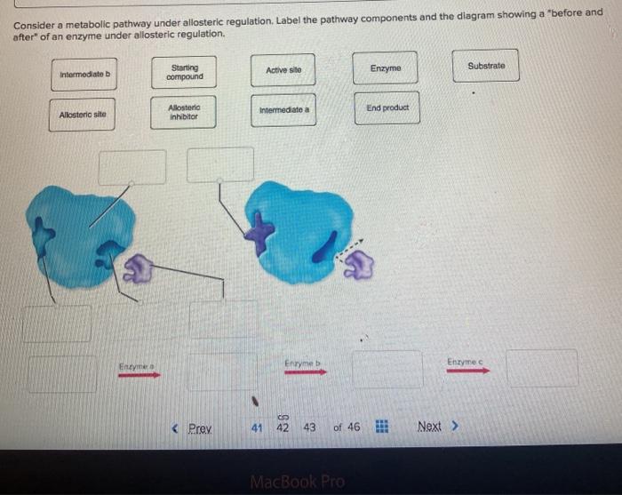 Solved Consider a metabolic pathway under allosteric | Chegg.com
