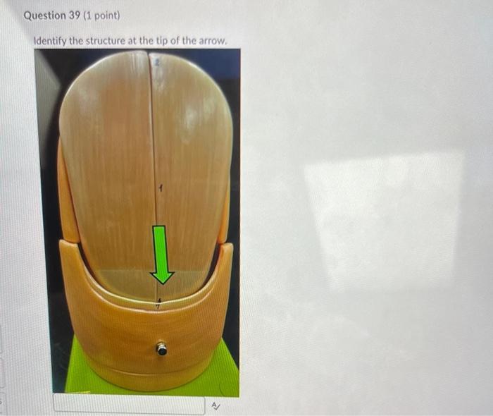 Solved Idanbicu. the Identify the bone at the tip of the | Chegg.com