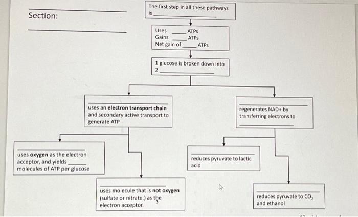 Solved Section: The first step in all these pathways is uses | Chegg.com