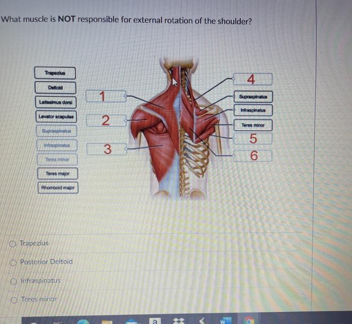 Solved What muscle is NOT responsible for external rotation | Chegg.com