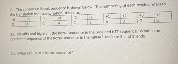 2. The consensus Kozak sequence is shown below. The | Chegg.com
