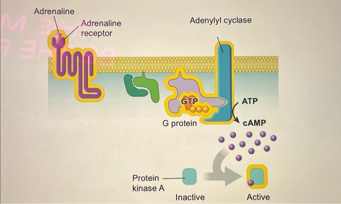 Solved Adrenaline The above shows the active G | Chegg.com