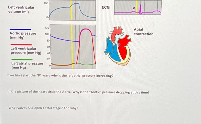 Solved Left ventricular volume (ml) Aortic pressure (mm Hg) | Chegg.com
