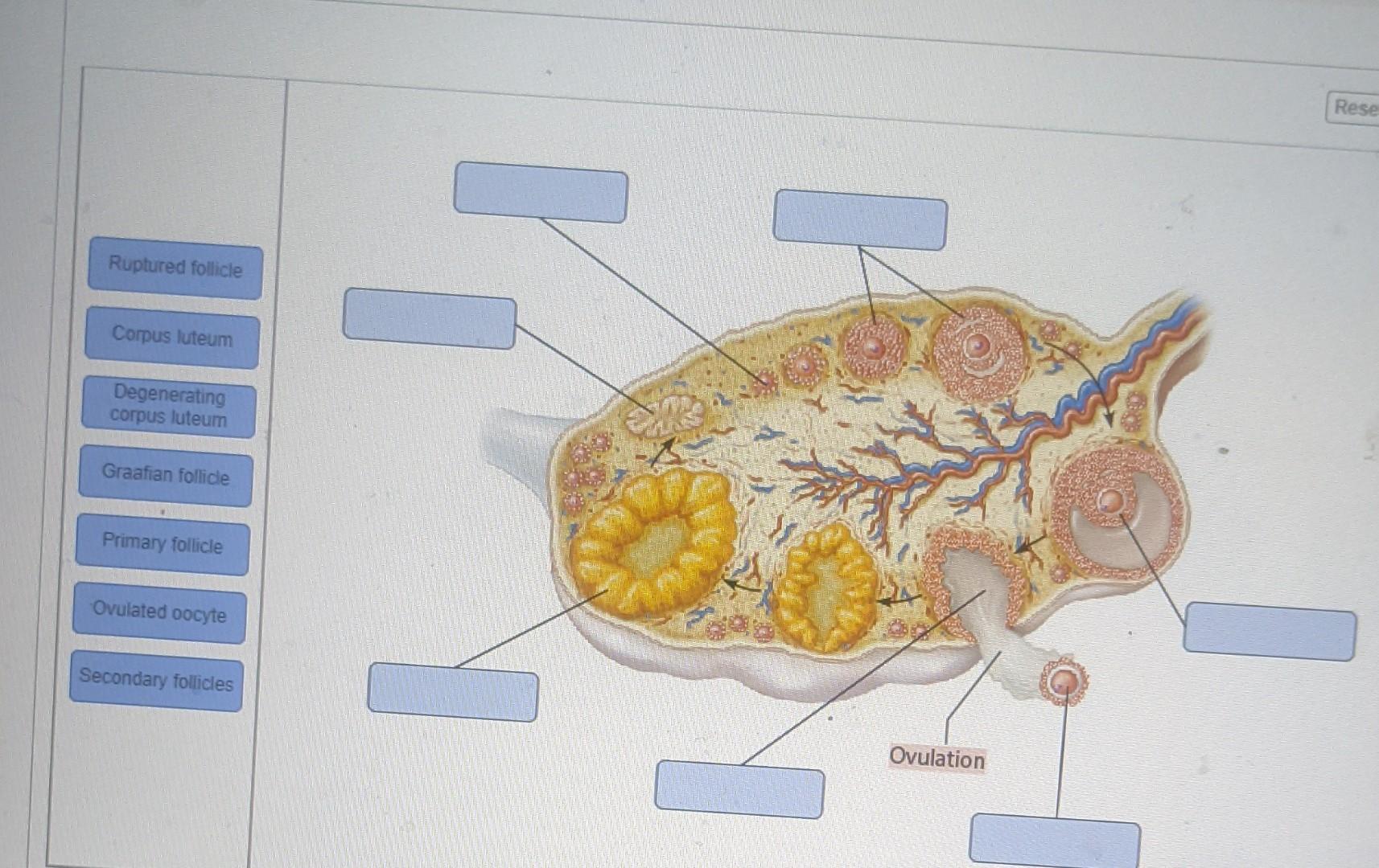 Solved Rese Ruptured follicle Corpus luteum Degenerating | Chegg.com