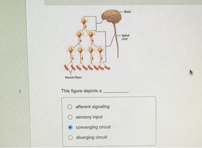Solved Brain Spinal cord Muscle fibers This figure depicts a | Chegg.com