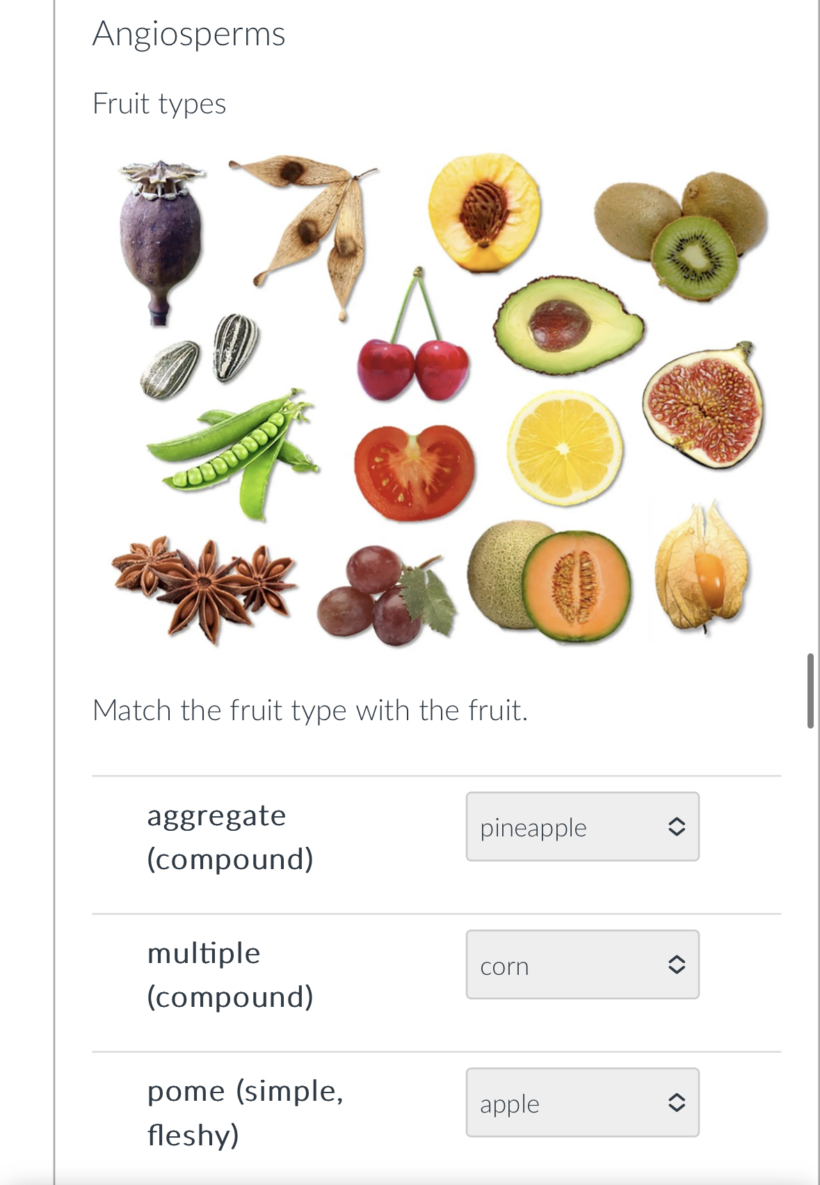 Solved AngiospermsFruit typesMatch the fruit type with the | Chegg.com