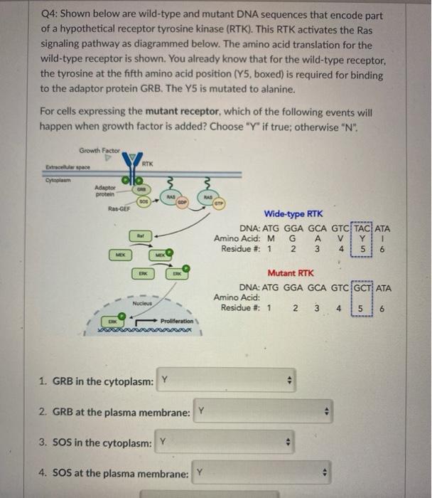 Solved Q4: Shown below are wild-type and mutant DNA | Chegg.com