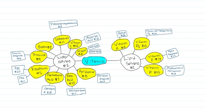 Solved I need help with a connection map for vitamins. The | Chegg.com