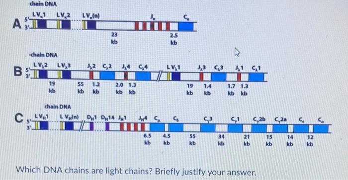 Solved Which DNA chains are light chains? Briefly justify | Chegg.com