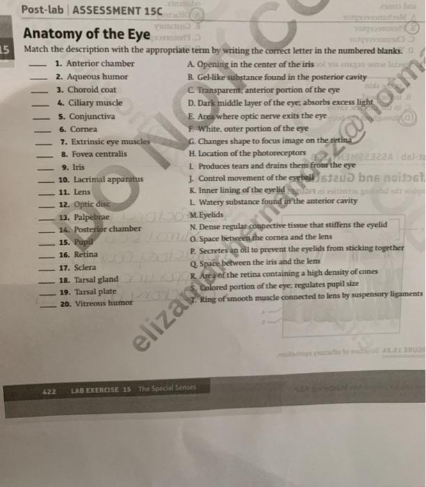 Post-lab ASSESSMENT 15C 6 Anatomy of the Eye 15 Match | Chegg.com