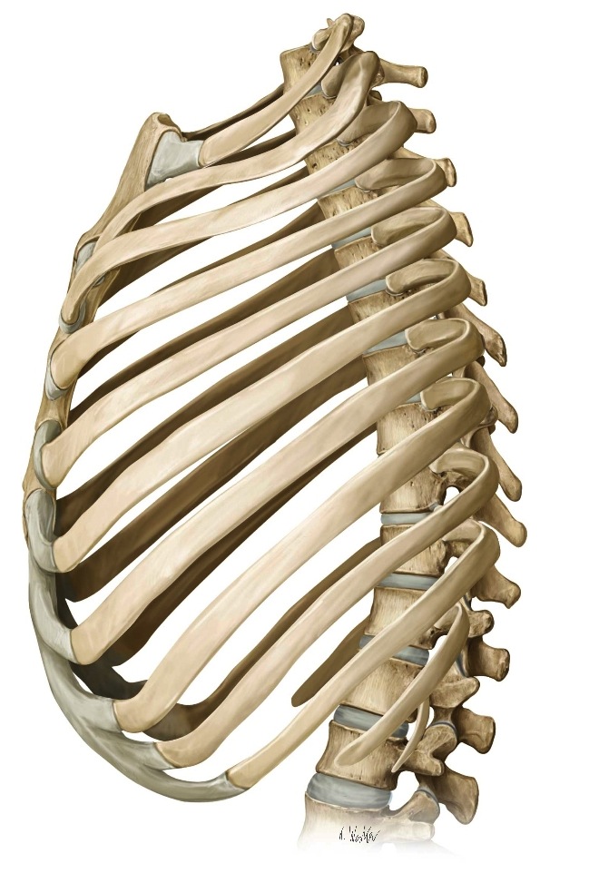 Solved Lateral View of the Thoracic CavityDraw a Lateral | Chegg.com