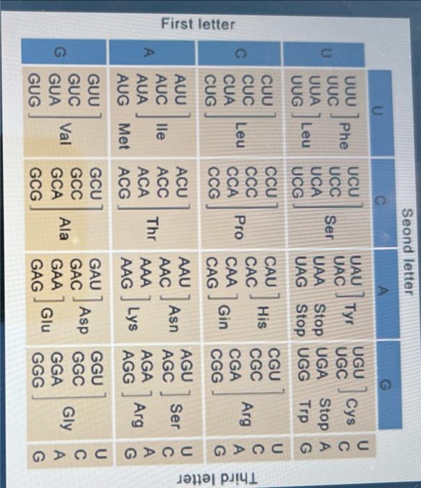 Solved PNRT C. Use your codon chart to determine the amino | Chegg.com
