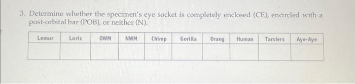 Solved 3. Determine whether the specimen's eye socket is | Chegg.com