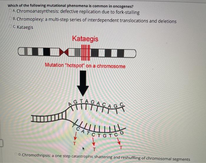 Solved Which of the following mutational phenomena is common | Chegg.com