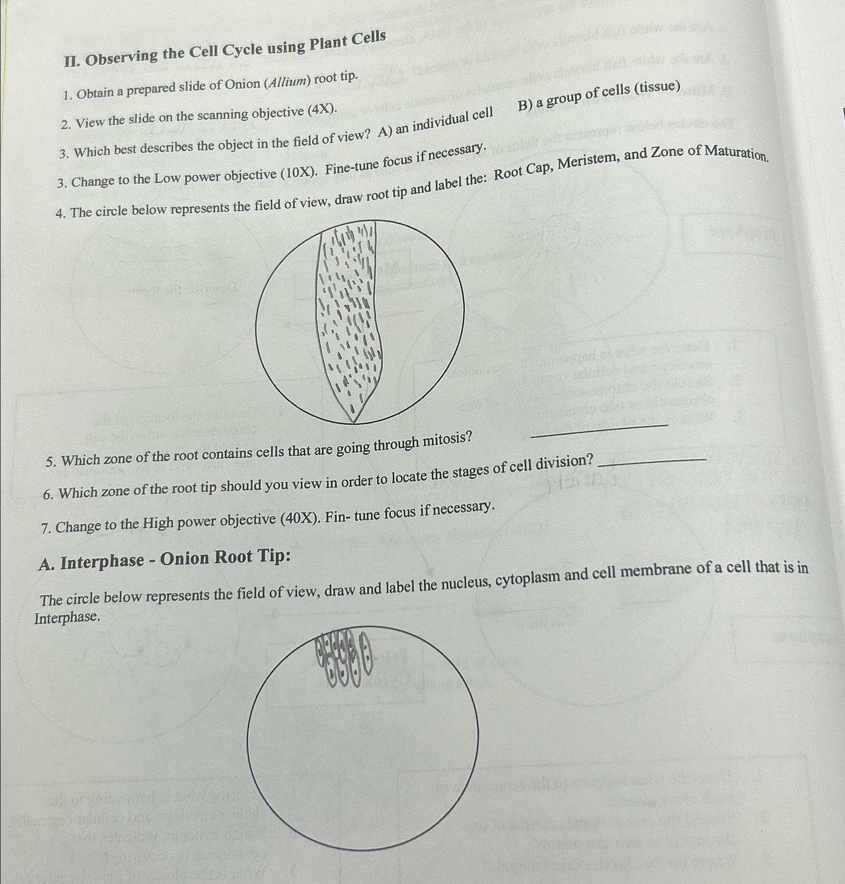 Solved II. ﻿Observing the Cell Cycle using Plant CellsObtain | Chegg.com