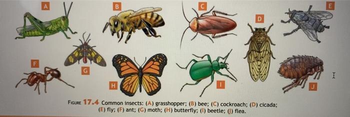 Solved 2 In Table 17.3, construct a dichotomous key to the | Chegg.com