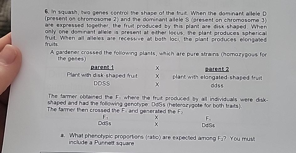 Solved In squash, two genes control the shape of the fruit. | Chegg.com