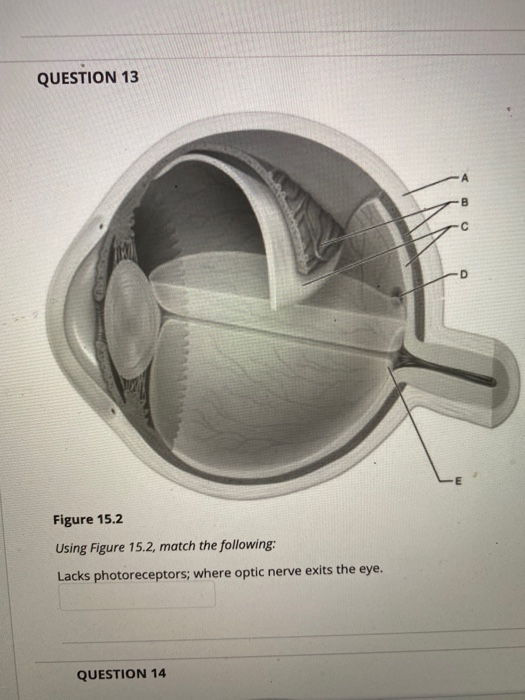 Solved QUESTION 11 с D Figure 15.2 Using Figure 15.2, match | Chegg.com