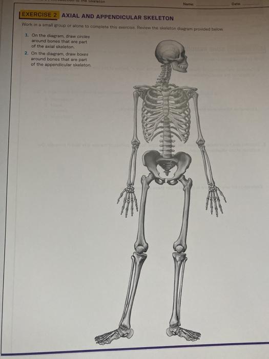 Solved Name Dute EXERCISE 2 AXIAL AND APPENDICULAR SKELETON | Chegg.com