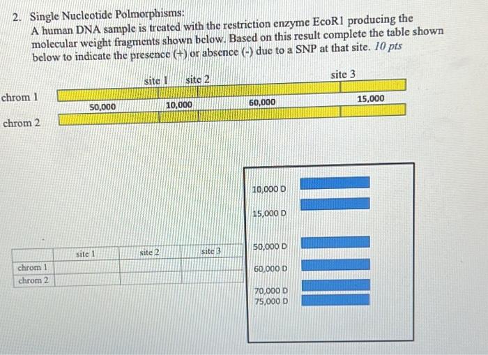 Solved 2. Single Nucleotide Polmorphisms: A human DNA sample | Chegg.com