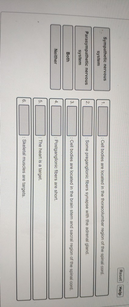 Solved Sympathetic Parasympathetic Decrease in smooth muscle | Chegg.com