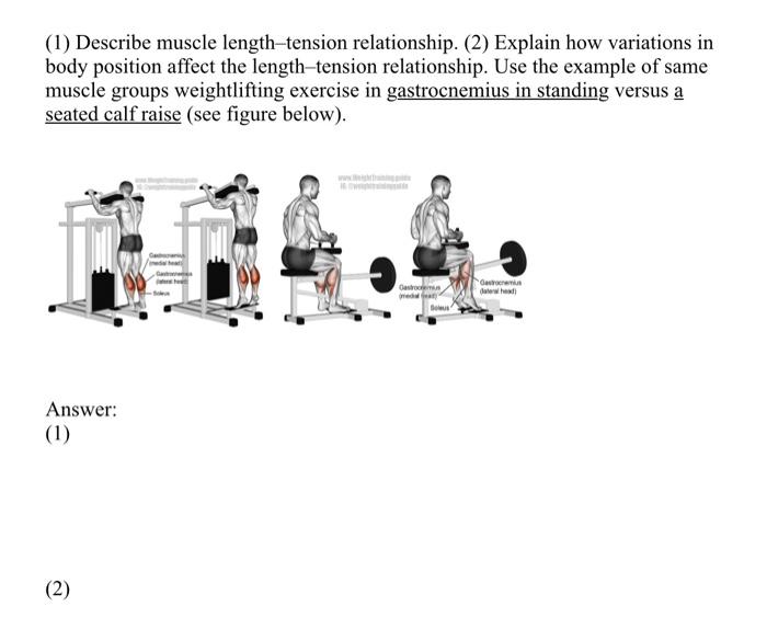 Solved (1) Describe muscle length-tension relationship. (2) | Chegg.com