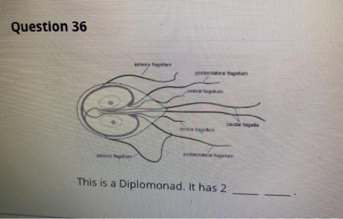 Solved Question 36 This is a Diplomonad. It has 2 | Chegg.com