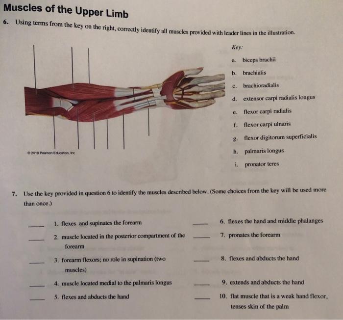 Solved Muscles of the Upper Limb 6. Using terms from the key | Chegg.com