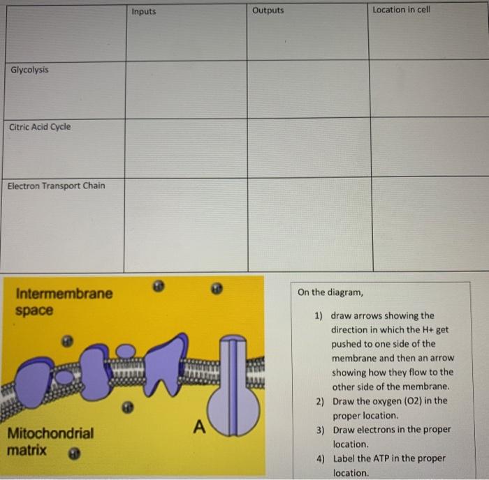 Solved Inputs Outputs Location in cell Glycolysis Citric | Chegg.com