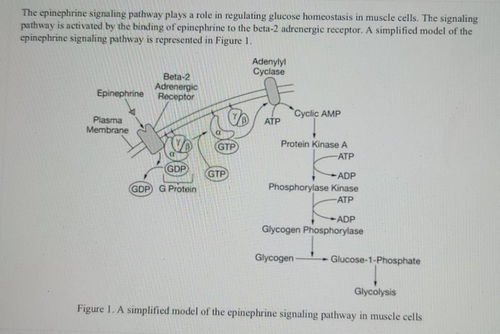 Solved The epinephrine signaling pathway plays a role in | Chegg.com