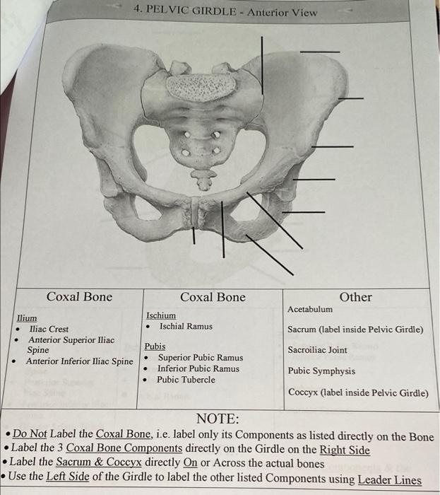 Pelvic Girdle Diagram Labeled