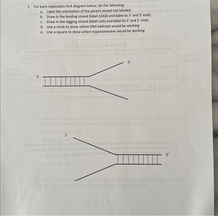 Solved 1. For each replication fork diagram below, do the | Chegg.com