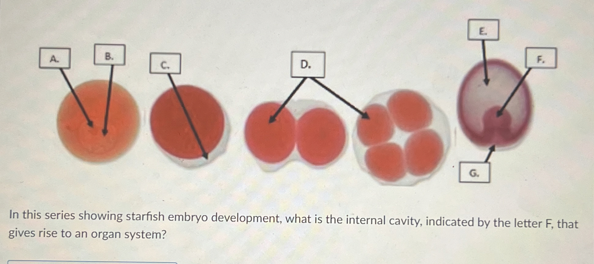 In this series showing starfish embryo development, | Chegg.com
