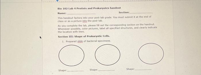 Solved Bio 102 Lab 4 Protists and Prokaryotes handout Nane: | Chegg.com