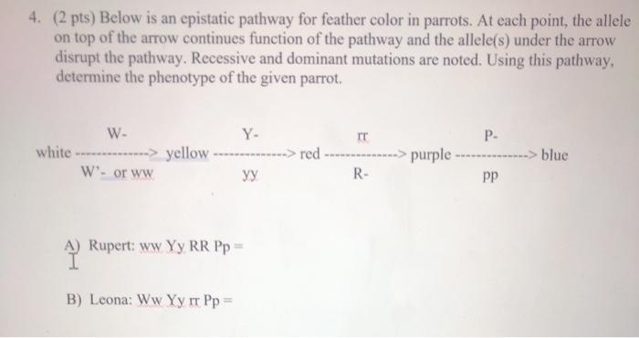Solved 4. (2 pts) Below is an epistatic pathway for feather | Chegg.com