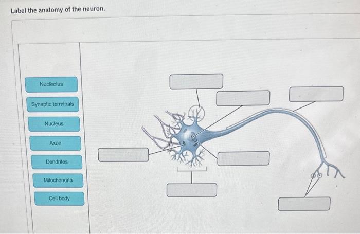 Solved Label the anatomy of the neuron. | Chegg.com