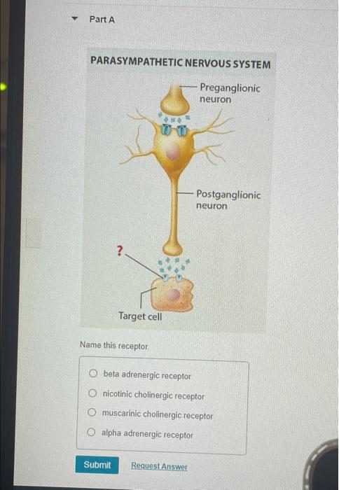 Solved Part A PARASYMPATHETIC NERVOUS SYSTEM Preganglionic | Chegg.com